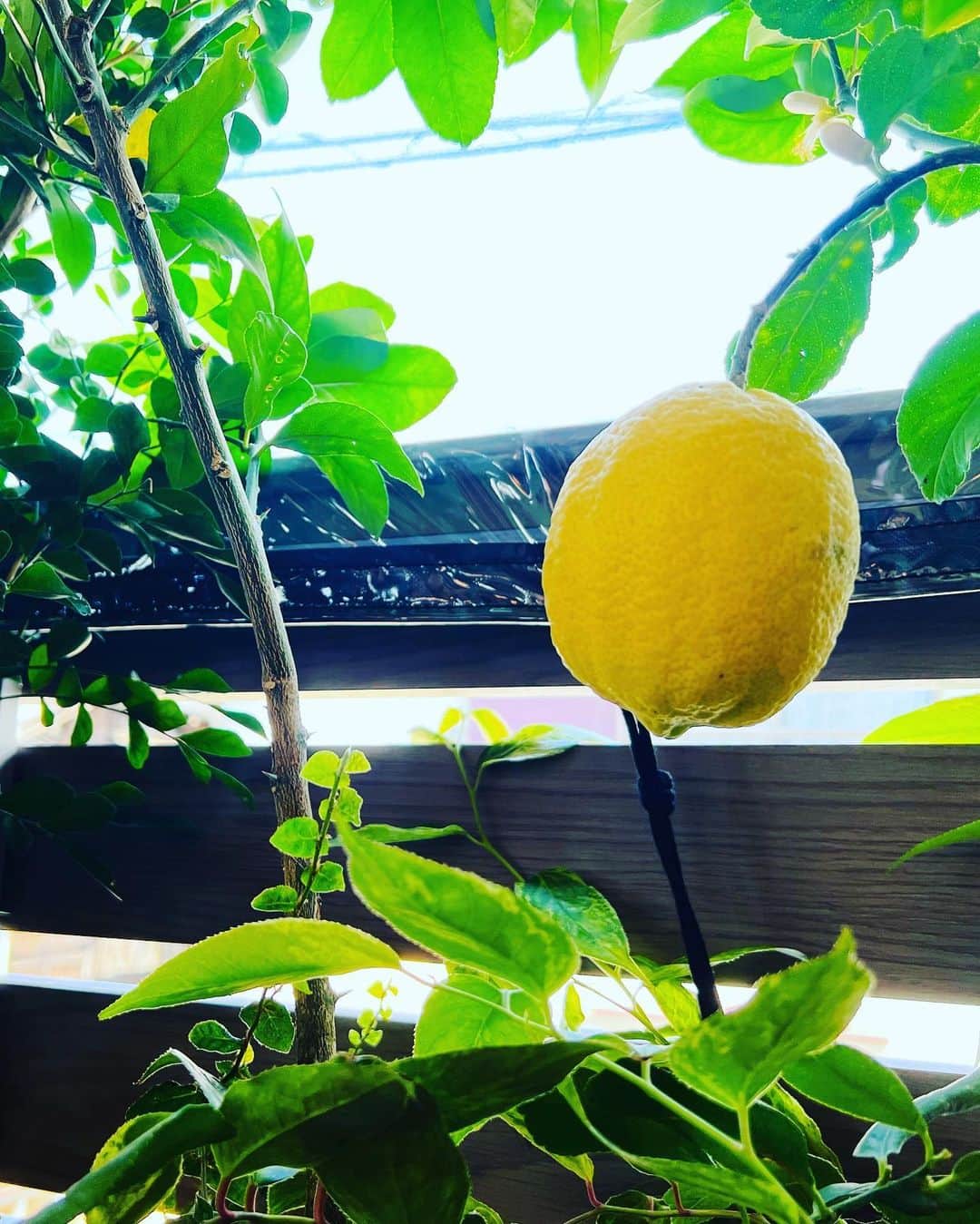 月船さららさんのインスタグラム写真 - (月船さららInstagram)「☕️ ️🍋 @bafunyasai_tcc_cafe」6月5日 14 ...