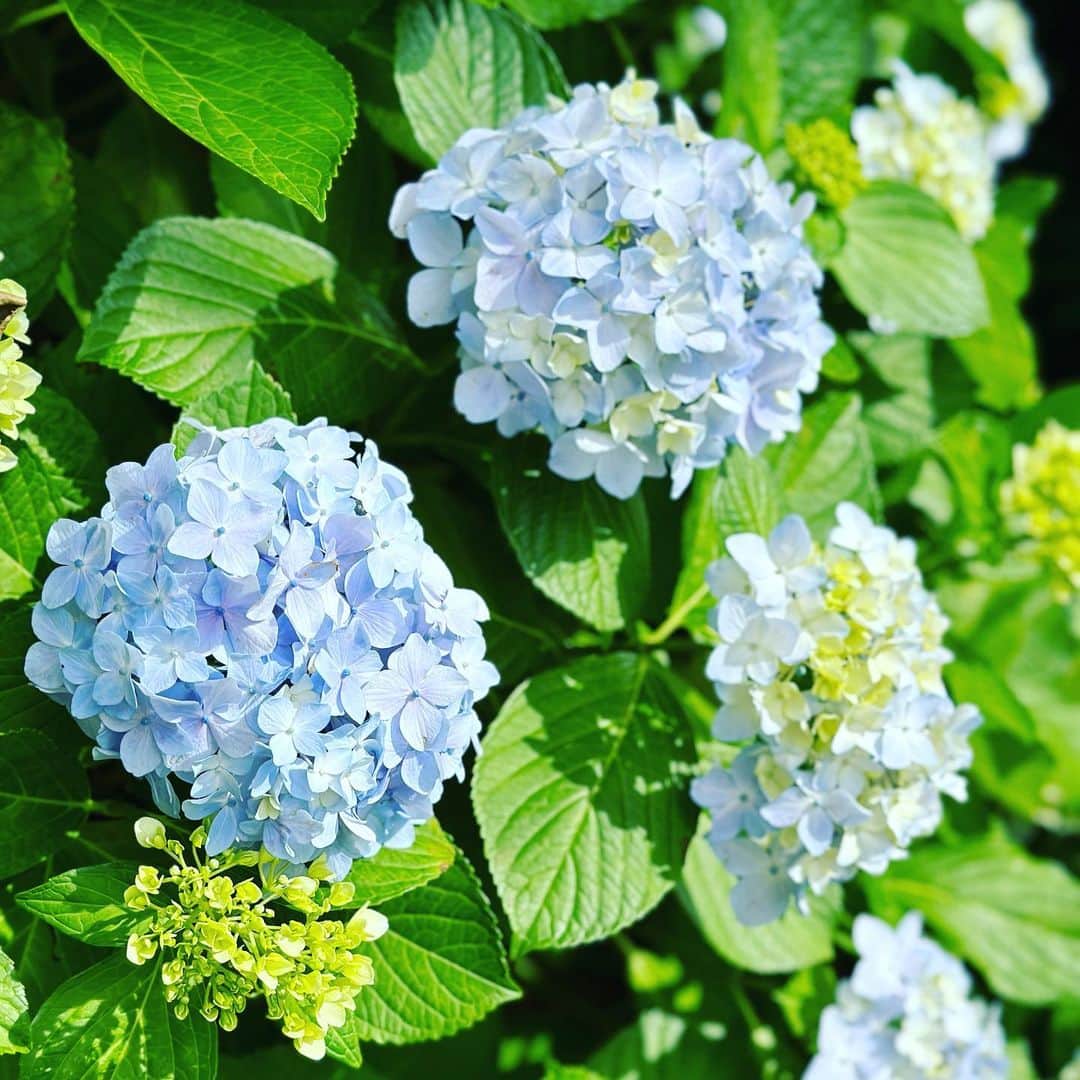 原つむぎさんのインスタグラム写真 - (原つむぎInstagram)「紫陽花🩵」6月6日 15時03分 - haratsumugi