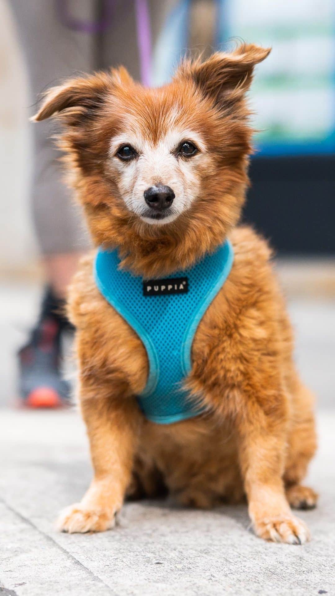 The Dogistさんのインスタグラム動画 - (The DogistInstagram)「Jasper, Dachshund ...