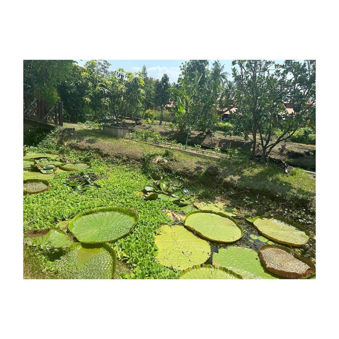 香音有希さんのインスタグラム写真 - (香音有希Instagram)「大学のActivityでアンパワーに行きました🌞 丸一日アンパワーでタイ ...