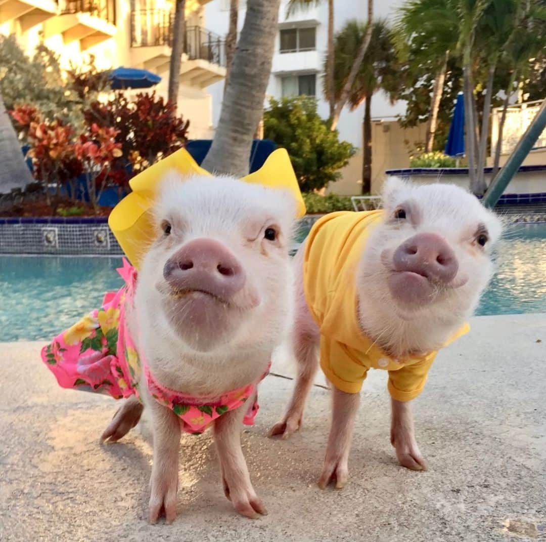 Priscilla and Poppletonさんのインスタグラム写真 - (Priscilla and PoppletonInstagram ...