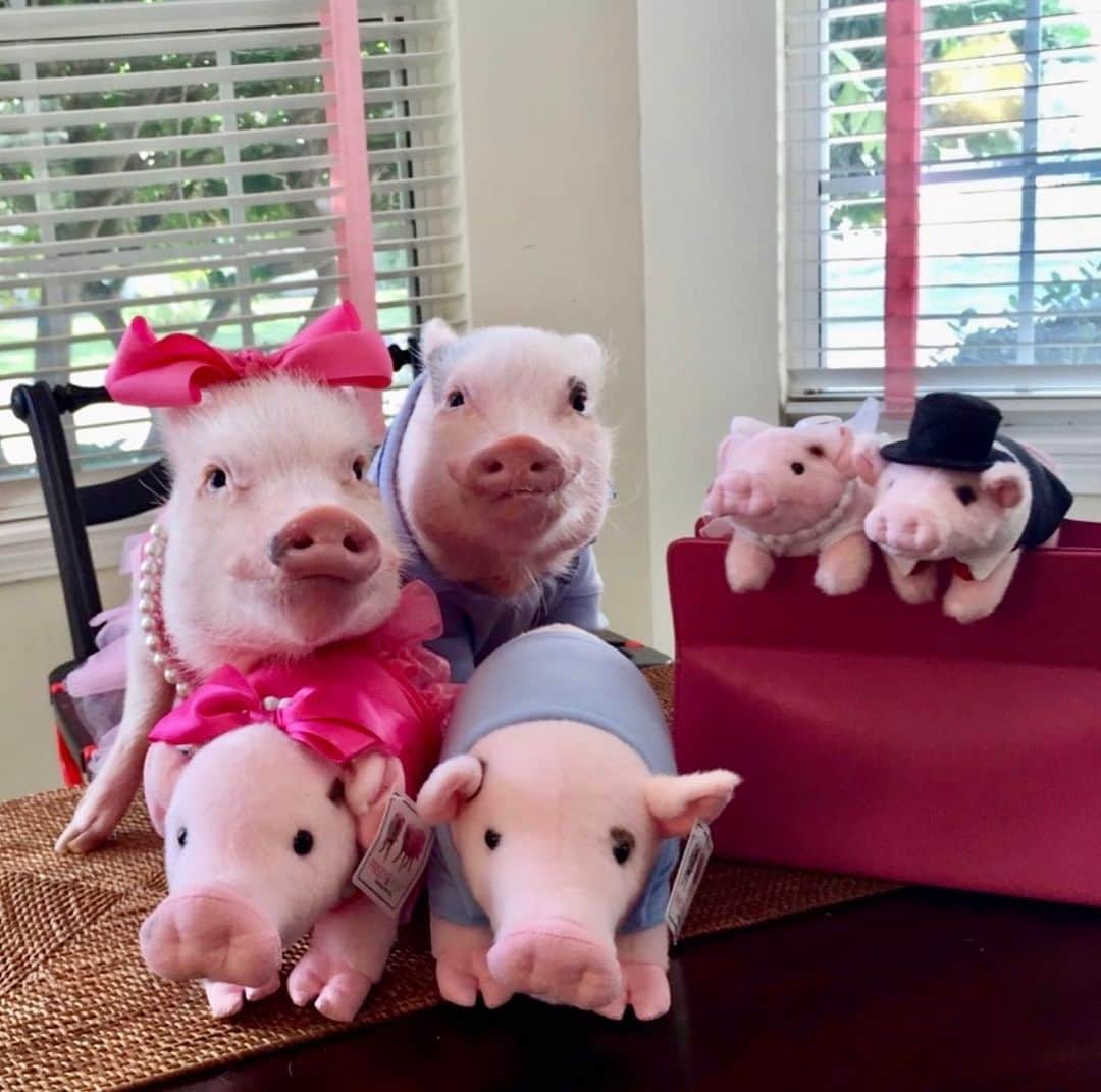 Priscilla and Poppletonさんのインスタグラム写真 - (Priscilla and PoppletonInstagram)「Happy # ...