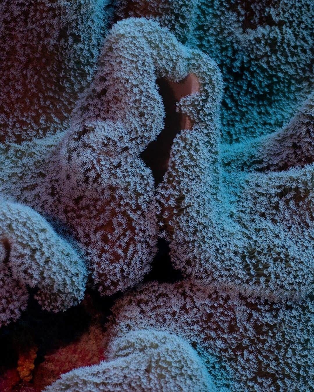 ナショナルジオグラフィックさんのインスタグラム写真 - (ナショナルジオグラフィックInstagram)「Photos by Michaela ...