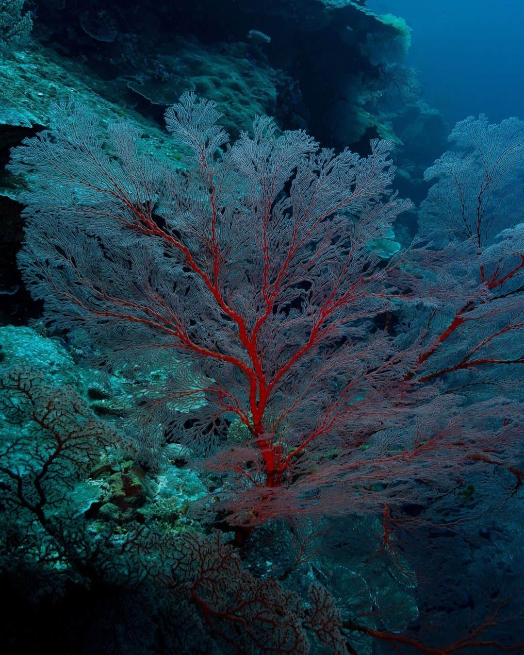 ナショナルジオグラフィックさんのインスタグラム写真 - (ナショナルジオグラフィックInstagram)「Photos by Michaela ...