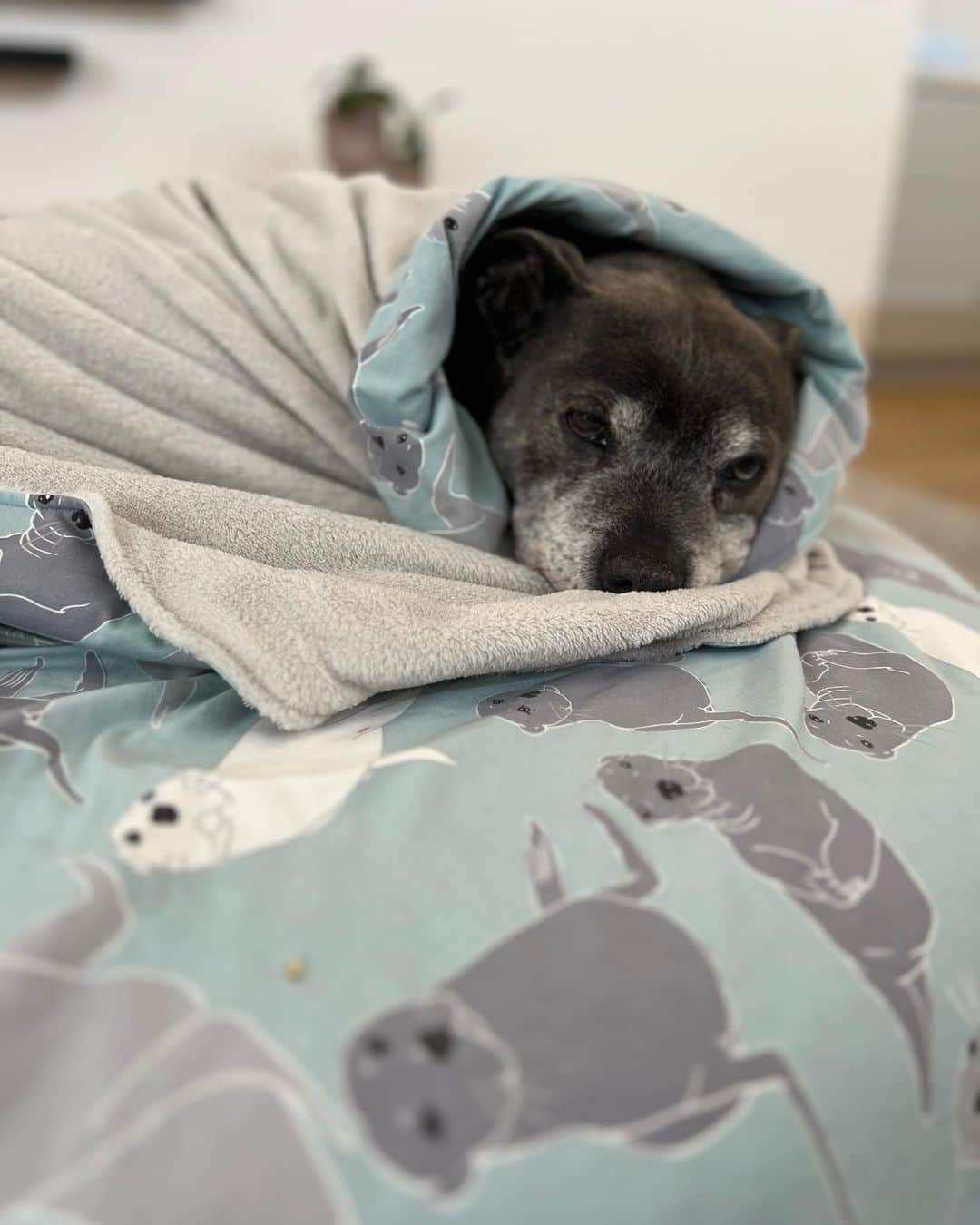 DARREN&PHILLIPさんのインスタグラム写真 - (DARREN&PHILLIPInstagram)「The sealiest staffy cuteness 😭😍😭😍 new ...