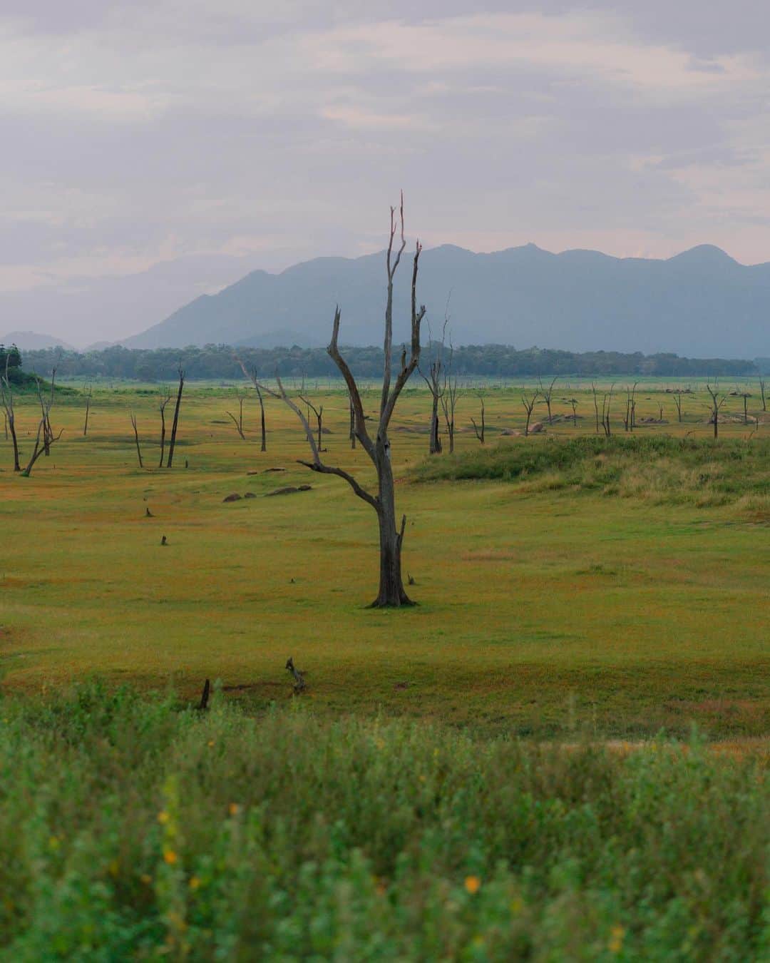 Putri Anindyaさんのインスタグラム写真 - (Putri AnindyaInstagram)「Sights from Gal Oya National Park, Sri ...