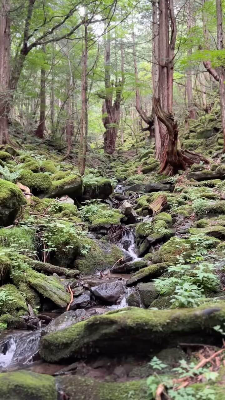 月船さららさんのインスタグラム動画 - (月船さららInstagram)「🌲🌲🌲」6月13日 23時29分 - sarara_tsukifune