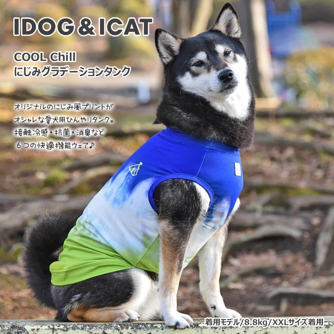 iDog&iCatさんのインスタグラム写真 - (iDog&iCatInstagram)「1枚1100円～型落ちロスレスウェア販売開始！ #idogロスレスウェア iDogのアウトレットがロス ...