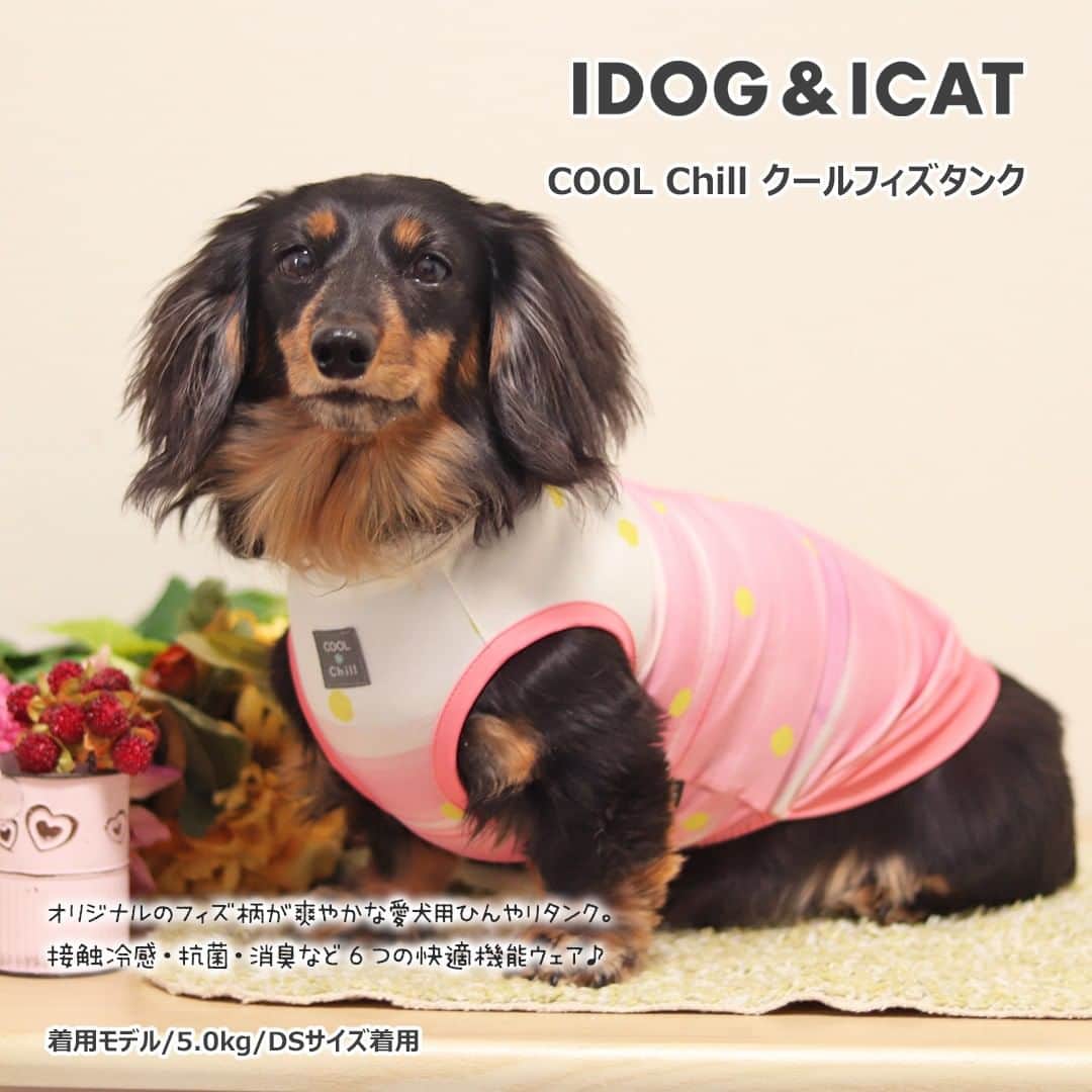 iDog&iCatさんのインスタグラム写真 - (iDog&iCatInstagram)「1枚1100円～型落ちロスレスウェア販売開始！ #idogロスレスウェア iDogのアウトレットがロス ...