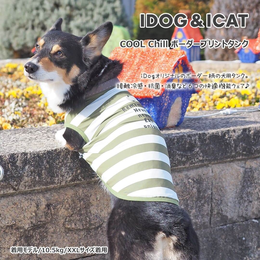 iDog&iCatさんのインスタグラム写真 - (iDog&iCatInstagram)「1枚1100円～型落ちロスレスウェア販売開始！ #idogロスレスウェア iDogのアウトレットがロス ...
