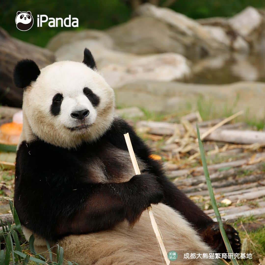 iPandaさんのインスタグラム写真 - (iPandaInstagram)「Happy birthday, Ellen. Do you ...