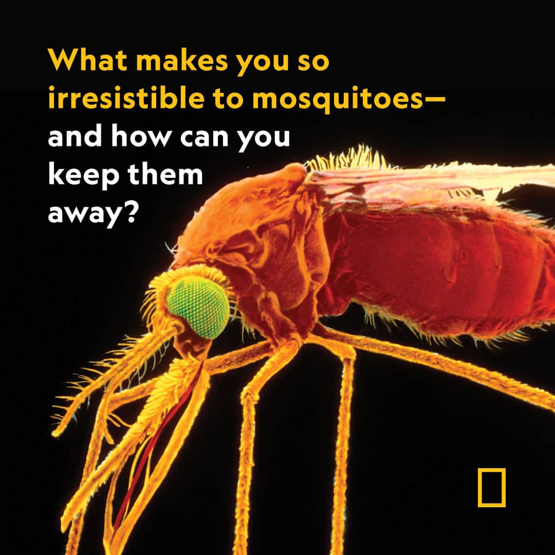 ナショナルジオグラフィックさんのインスタグラム写真 ナショナルジオグラフィックinstagram 「mosquitoes Use A