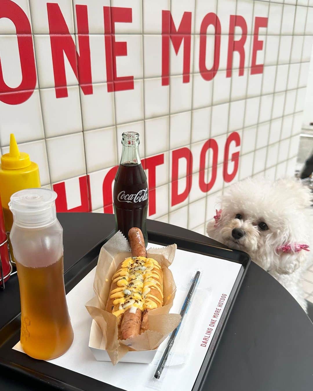 ききまるさんのインスタグラム写真 - (ききまるInstagram)「お散歩🌭🐶 . . 表参道までお散歩💓 . @dondonfarm に ...