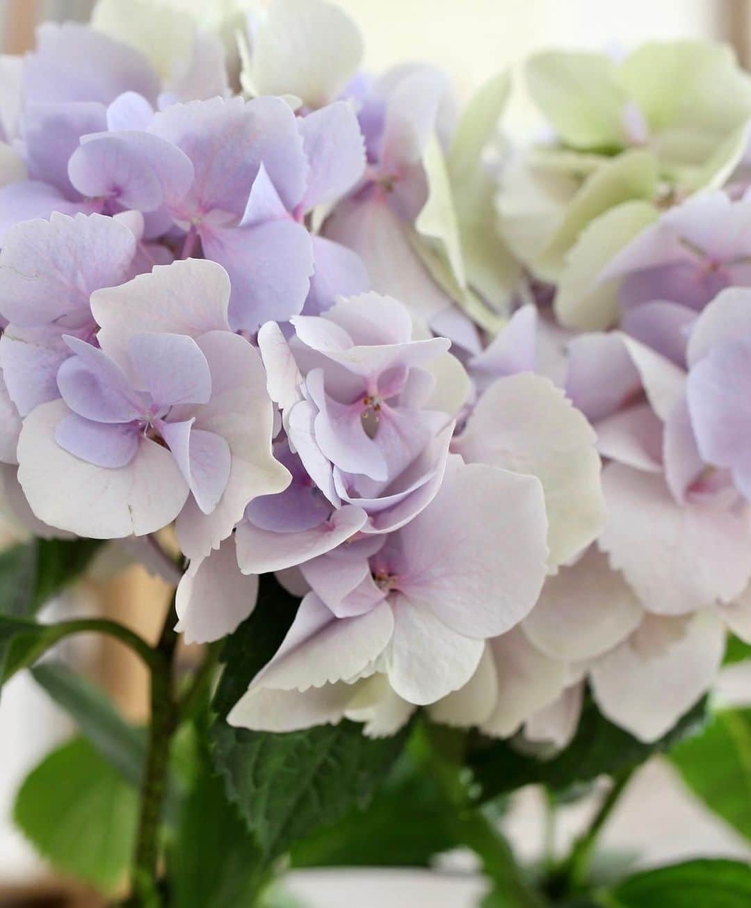 KOZLIFEさんのインスタグラム写真 - (KOZLIFEInstagram)「素敵な投稿のご紹介です。 \今回は @kaneyuki_interior 様のお写真です。 ありがとうござい ...