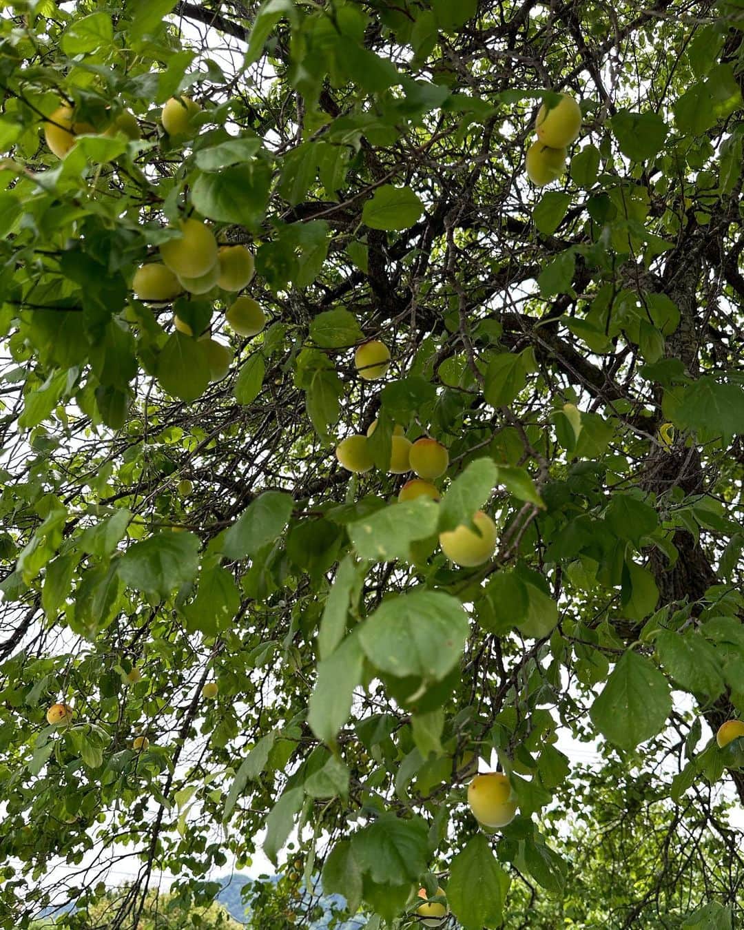 平山ユージさんのインスタグラム写真 - (平山ユージInstagram)「有難く沢山の梅を収穫🍑 本当に香りが良い 😊 棟梁のケンを初め手伝い ...