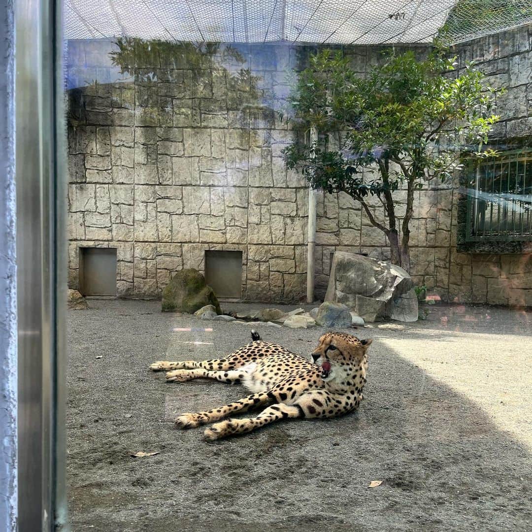 水谷果穂さんのインスタグラム写真 - (水谷果穂Instagram)「zoo🐨🐯♡」6月22日 18時56分 - kahomizutani ...