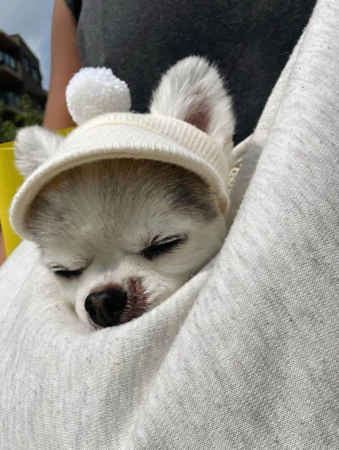 JunJunさんのインスタグラム写真 - (JunJunInstagram)「. バニラ16歳3ヶ月☺️ 元気でいてくれて嬉しい🐾💚 でも、最近は体調の変化があったり おばあちゃんらしい行動も ...