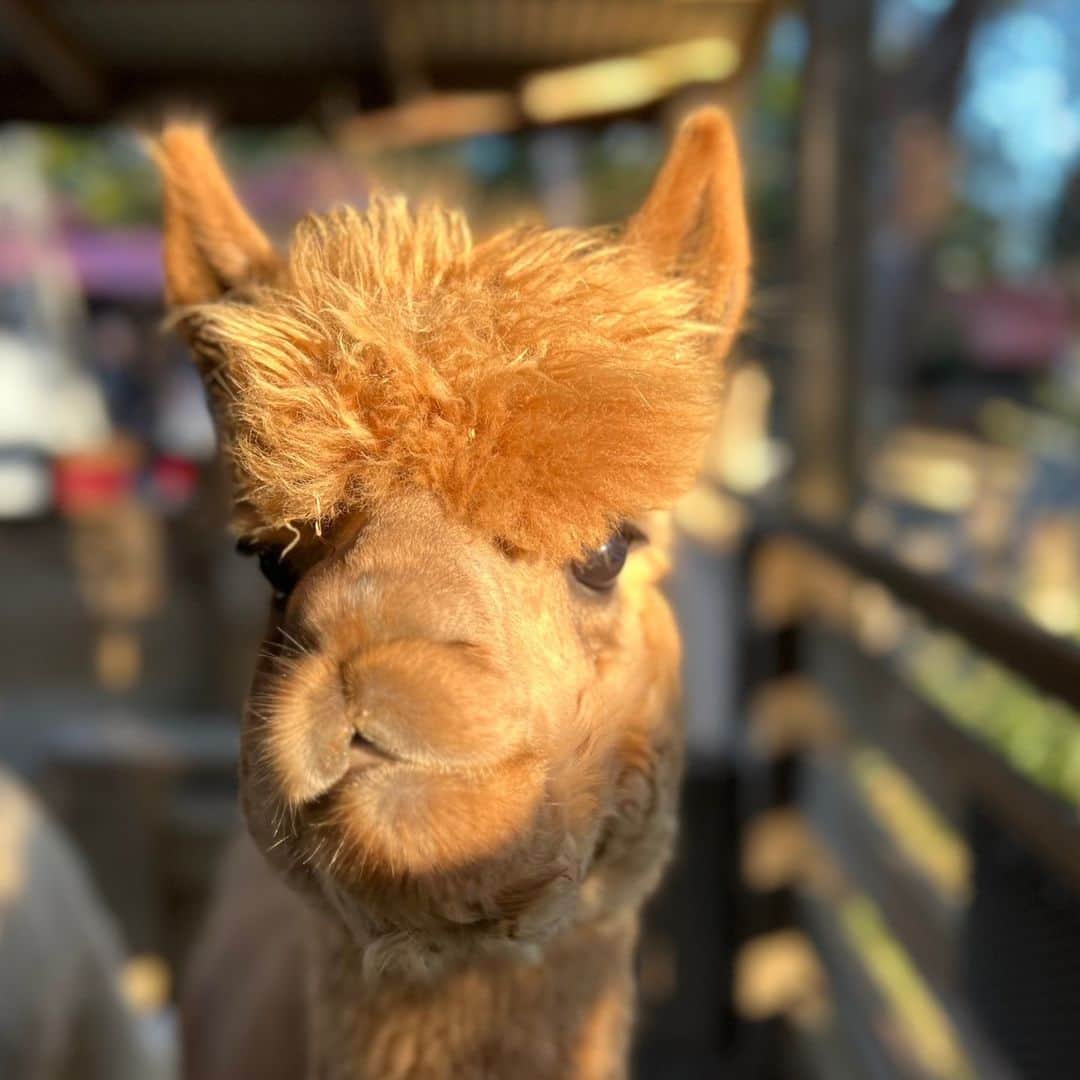 タロンガ動物園さんのインスタグラム写真 - (タロンガ動物園Instagram)「‘Spit it out – you are jealous ...
