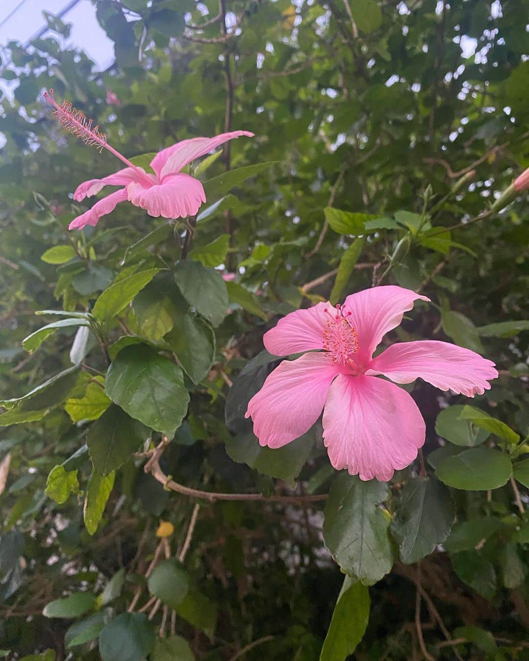 佐々木萌香さんのインスタグラム写真 - (佐々木萌香Instagram)「. 「佐々木萌香1st写真集 いちばん。」 7/29（土）の発売まで ...