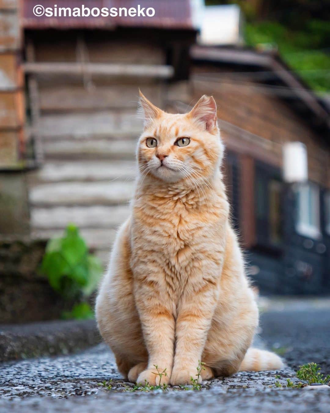 simabossnekoさんのインスタグラム写真 - (simabossnekoInstagram)「・ おすましさっちゃん ️ She looks like a model 6枚目の投稿は ...