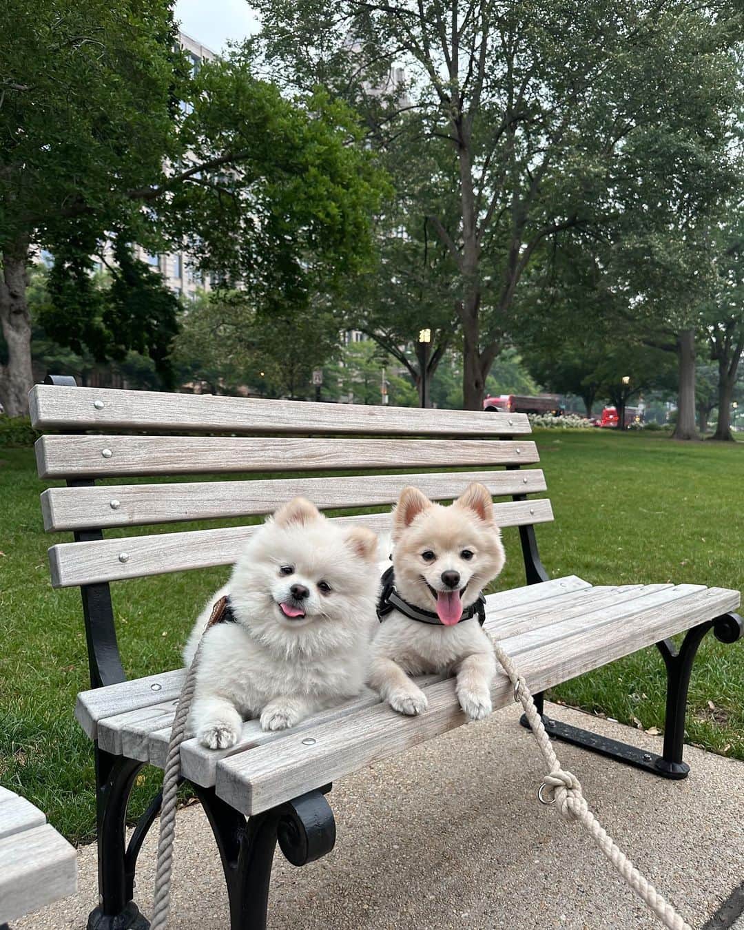 フランキーさんのインスタグラム写真 - (フランキーInstagram)「Mr & Mrs president 2030」6月28日 6時17 ...