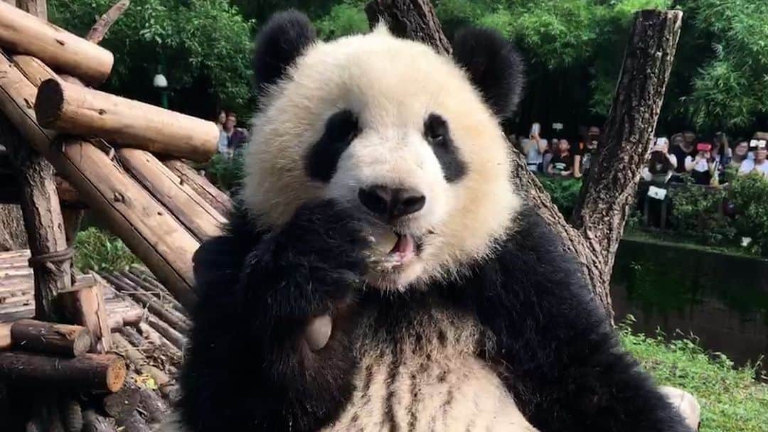 iPandaさんのインスタグラム動画 - (iPandaInstagram)「Wanna know Qi Yi’s little ...
