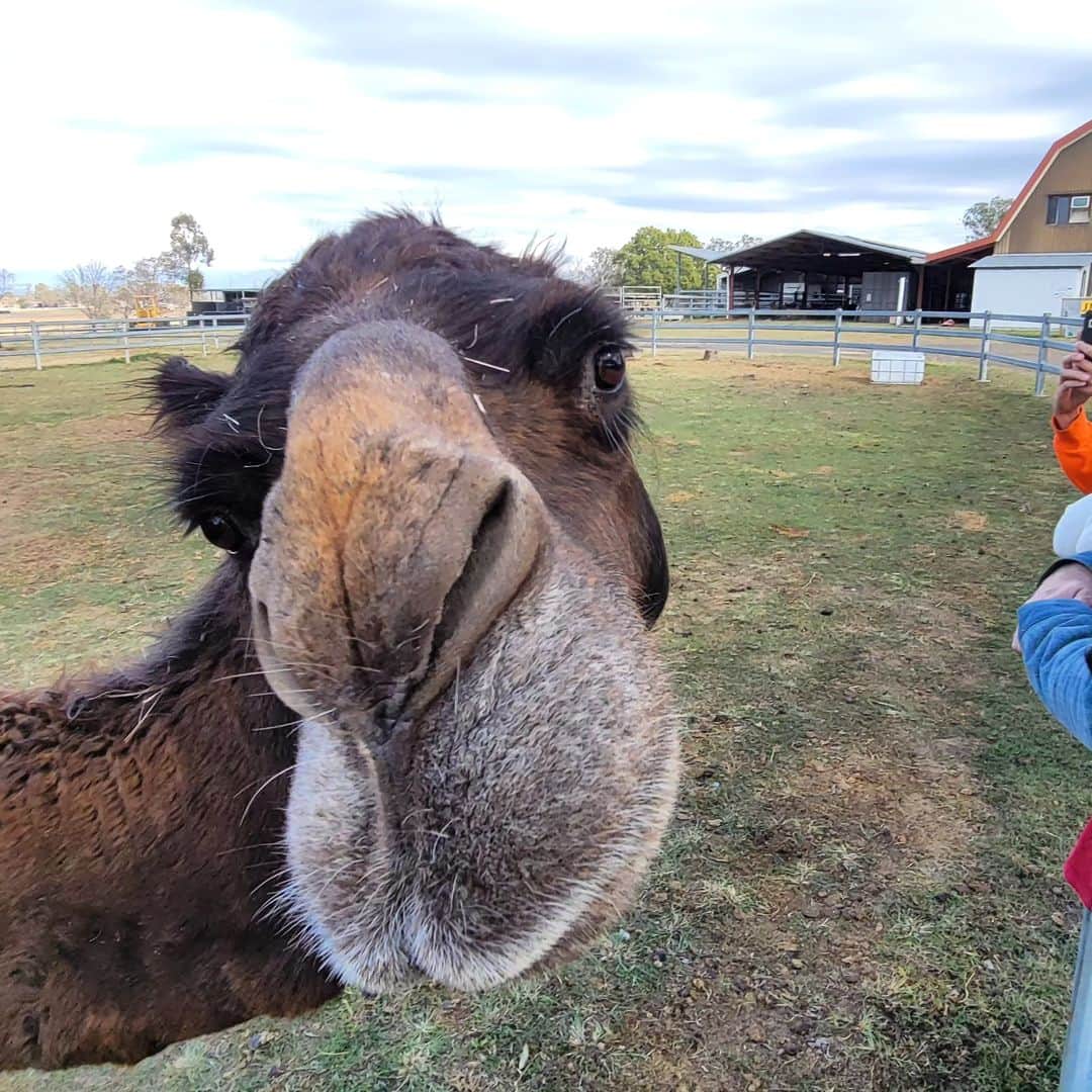 ケイト・キャンベルさんのインスタグラム写真 - (ケイト・キャンベルInstagram)「When every day is Hump Day ...