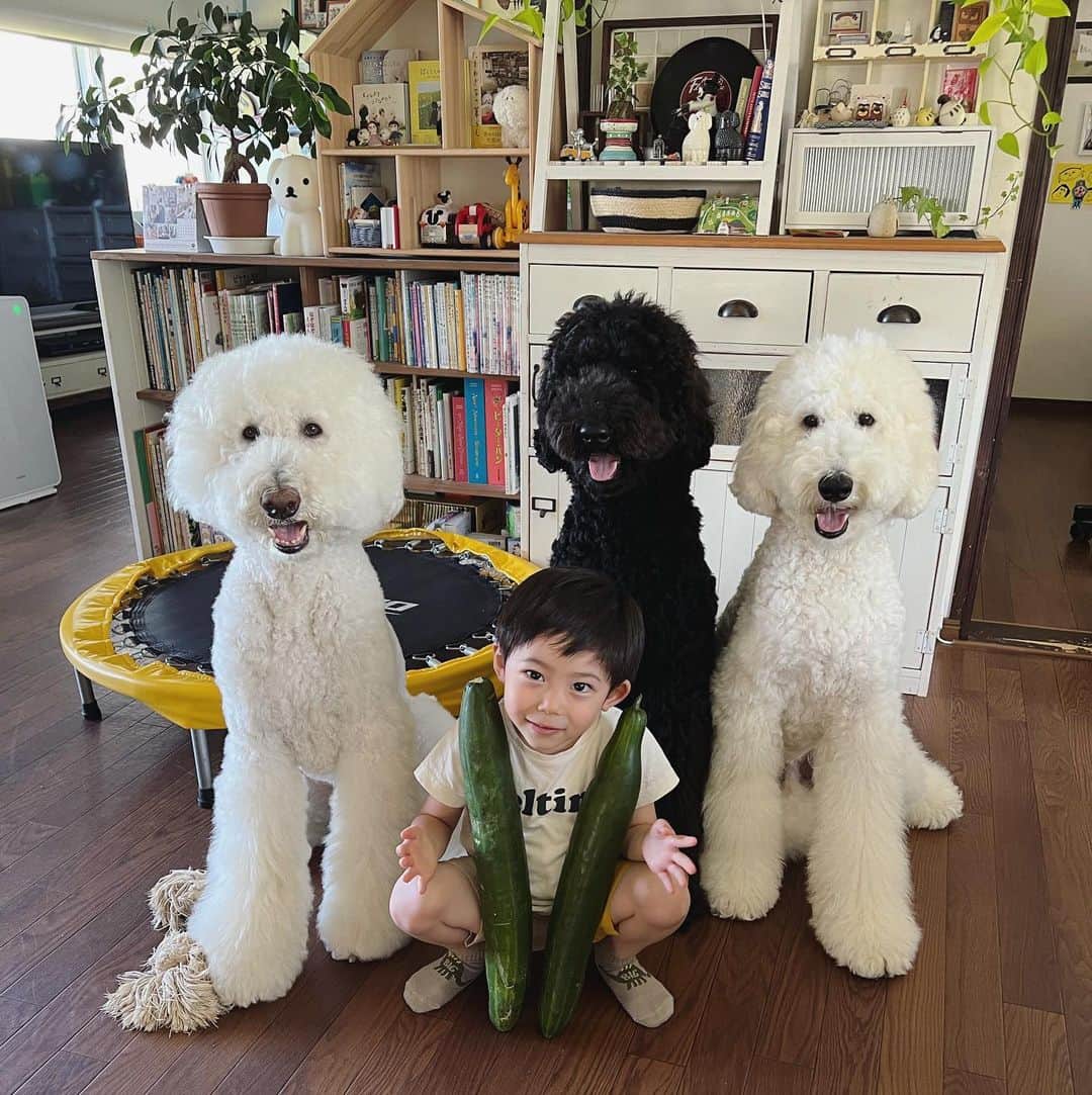 たまねぎさんのインスタグラム写真 - (たまねぎInstagram)「. . きゅうりだよ💕 でけーー🤣 #standardpoodle #スタンダードプードル #poodle #いぬのいる ...