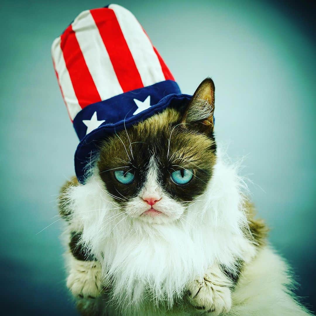 Grumpy Catさんのインスタグラム - (Grumpy Cat@realgrumpycat)