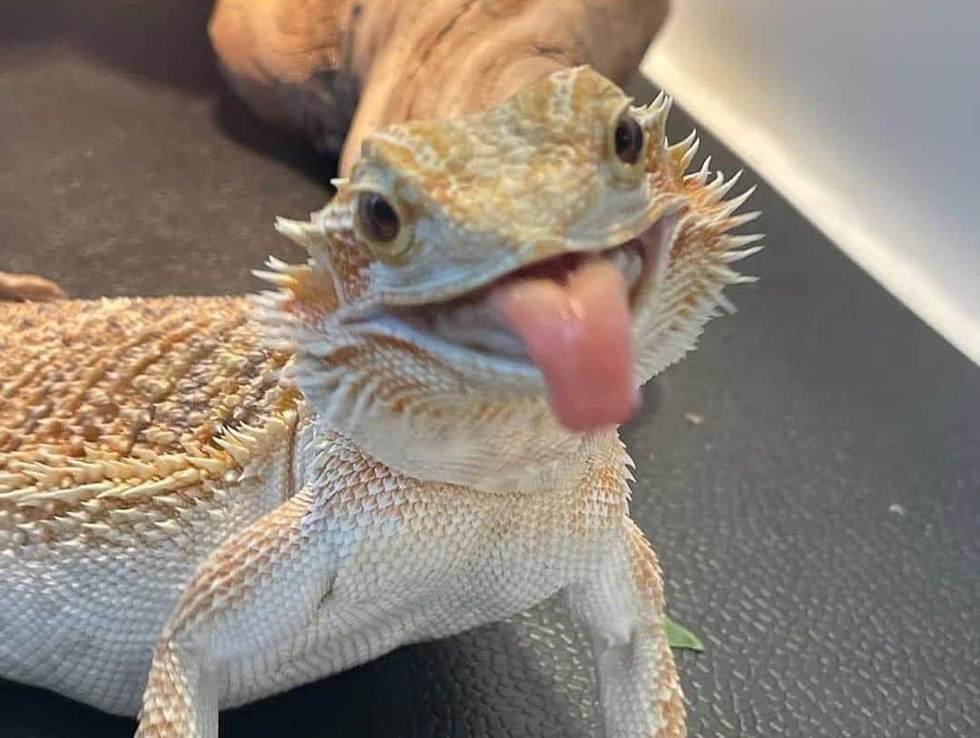 Kaelynn KK Gobert-Harrisさんのインスタグラム写真 - (Kaelynn KK Gobert ...