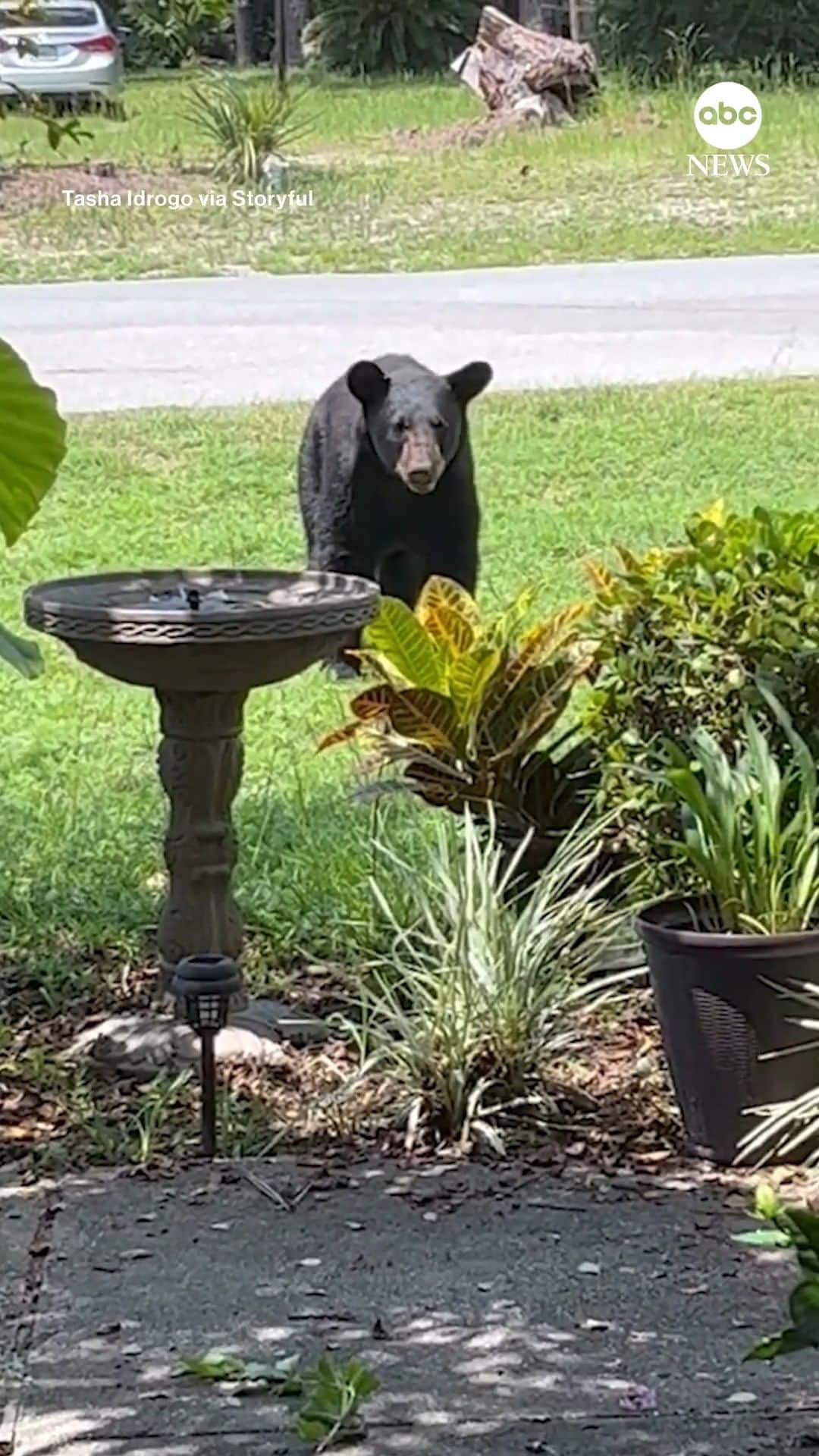 ABC Newsさんのインスタグラム動画 - (ABC NewsInstagram)「'BYE, BEAR!' A Florida woman ...