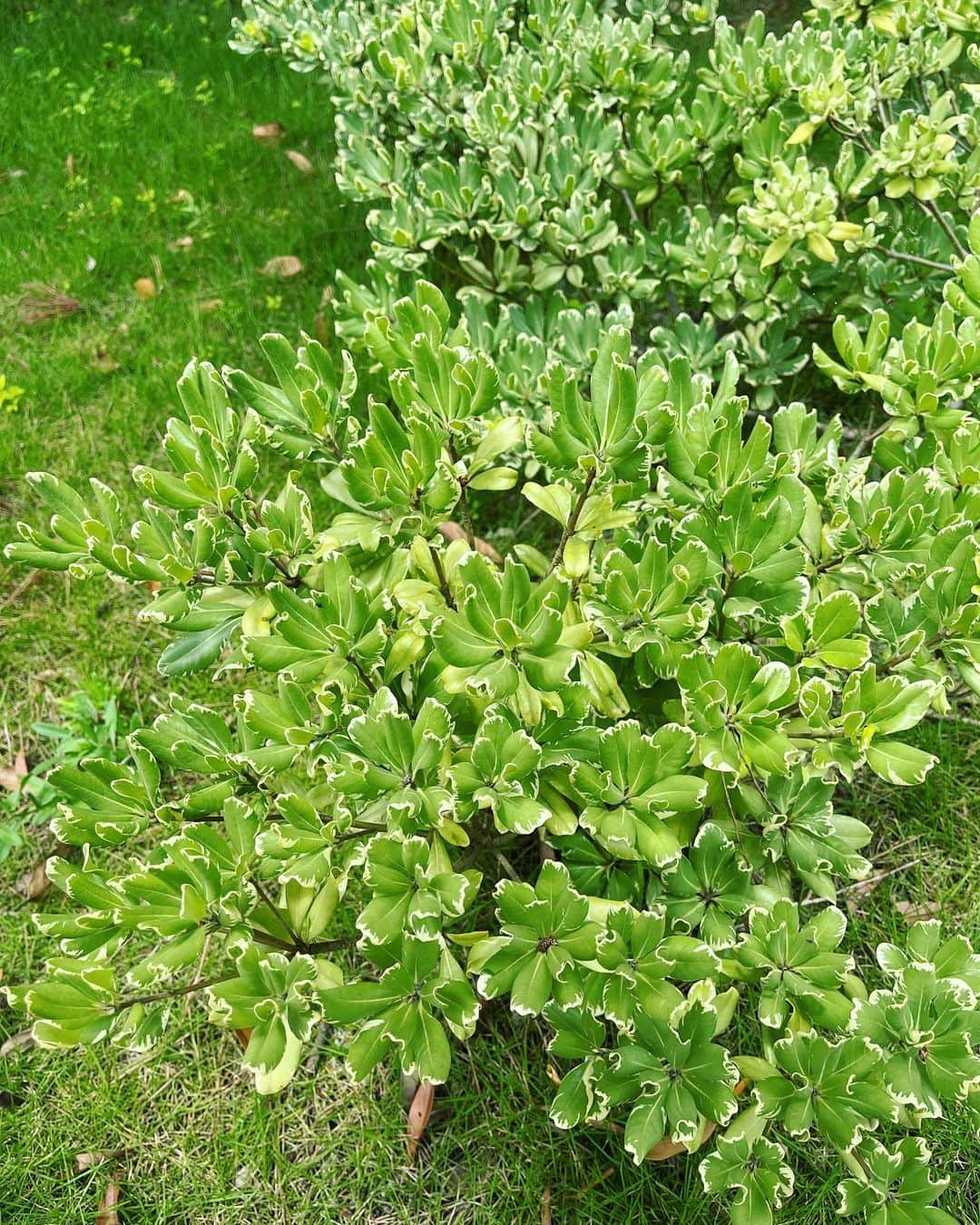 沖玲萌さんのインスタグラム - (沖玲萌@remoni_oki)