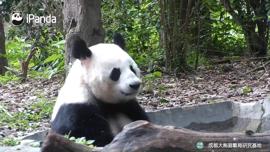 iPandaさんのインスタグラム動画 - (iPandaInstagram)「100% effective! Watch this ...