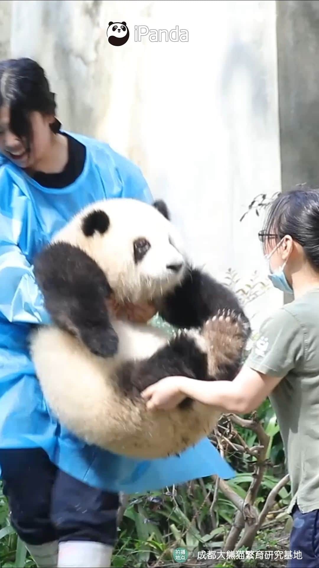 iPandaさんのインスタグラム動画 - (iPandaInstagram)「Panda He Hua: For the record, I’m not that heavy. It’s ...