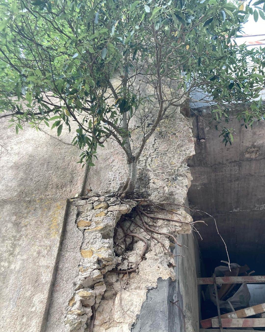 シーマス・デヴァーさんのインスタグラム写真 - (シーマス・デヴァーInstagram)「Behold the Pittisporum ...