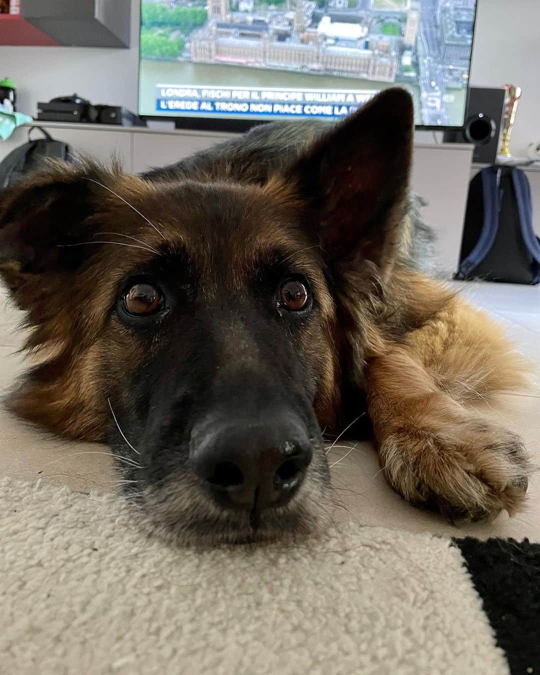 マッテオ・リッツォさんのインスタグラム写真 - (マッテオ・リッツォInstagram)「Un cane ti dona amore ...