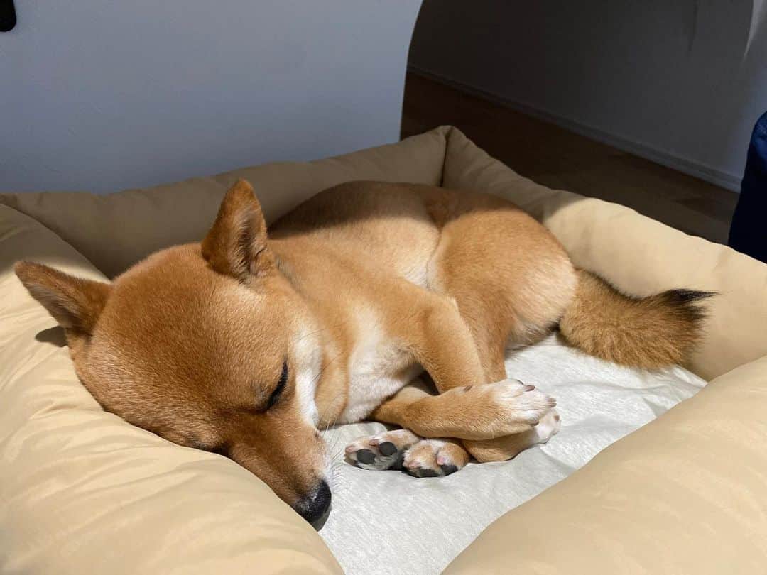 iDog&iCatさんのインスタグラム写真 - (iDog&iCatInstagram)「i dogさんの夏物ひんやりベッドです😉 一番乗りはいちごで、シオも休んでました。 ハチはベッドに ...