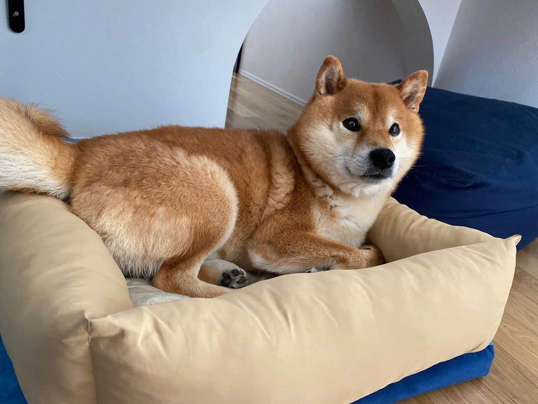 iDog&iCatさんのインスタグラム写真 - (iDog&iCatInstagram)「i dogさんの夏物ひんやりベッドです😉 一番乗りはいちごで、シオも休んでました。 ハチはベッドに ...
