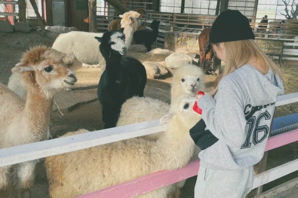 Yurikaさんのインスタグラム写真 Yurikainstagram 「みんなユーモアのあるアルパカちゃん達で🦙♡」7月16日 23時