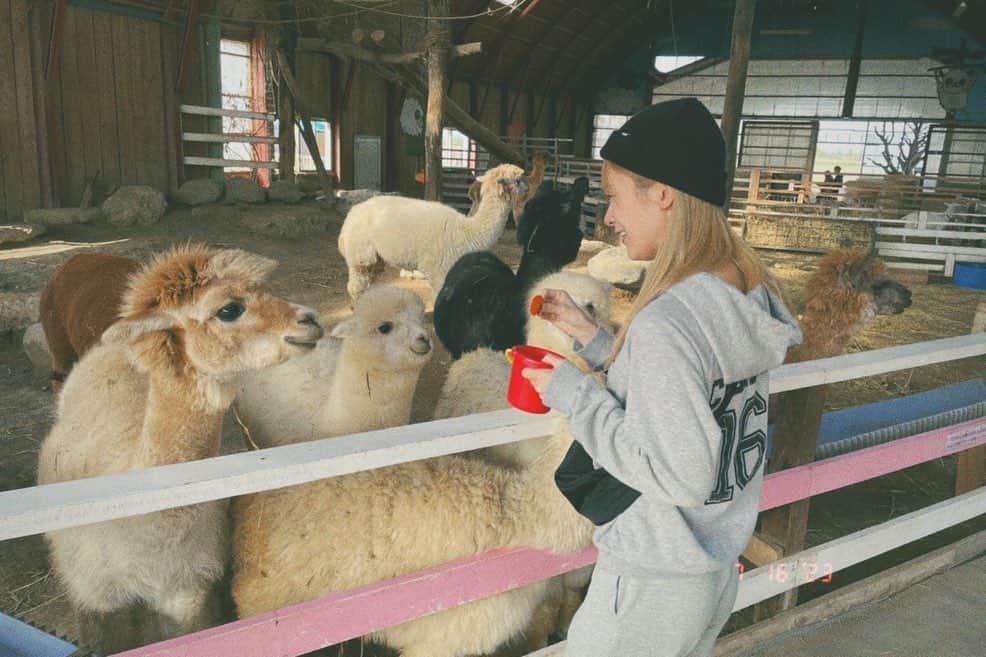 Yurikaさんのインスタグラム写真 Yurikainstagram 「みんなユーモアのあるアルパカちゃん達で🦙♡」7月16日 23時