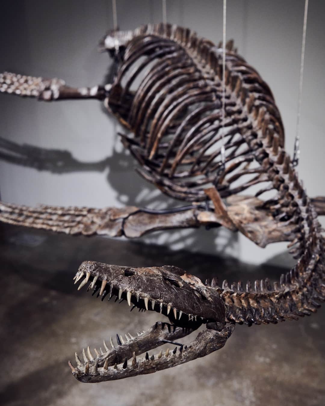 サザビーズさんのインスタグラム写真 - (サザビーズInstagram)「Meet ‘Nessie’, the exceptional ...