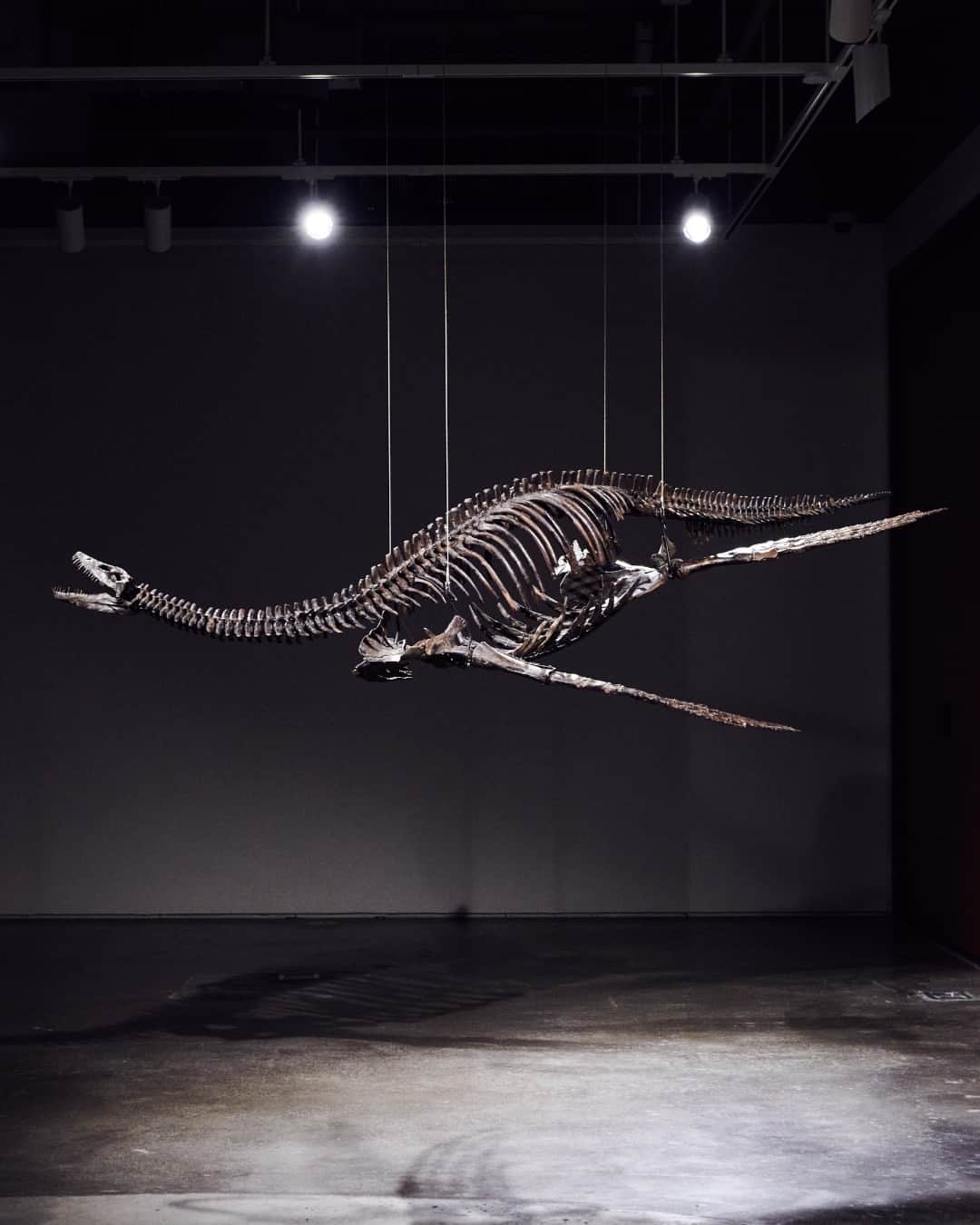 サザビーズさんのインスタグラム写真 - (サザビーズInstagram)「Meet ‘Nessie’, the exceptional ...