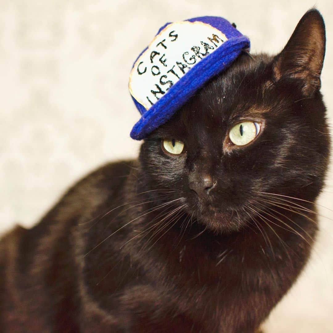 The Cats Of Instagramさんのインスタグラム - (The Cats Of Instagram@catsofinstagram)
