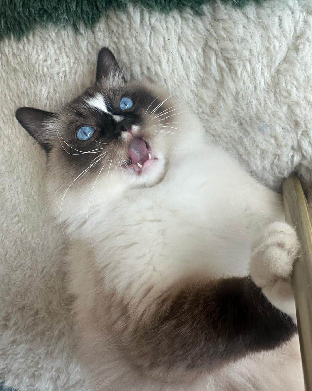 Arden Roseさんのインスタグラム写真 - (Arden RoseInstagram)「How did I miss ...