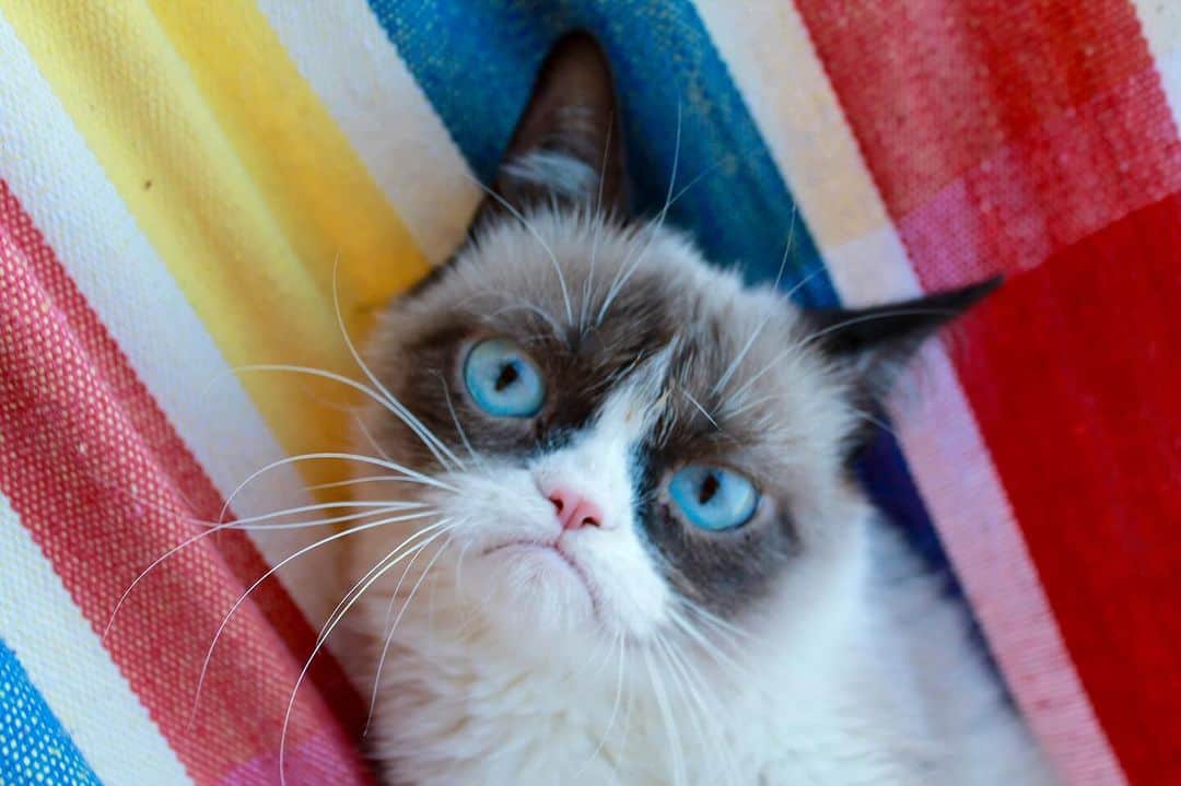 Grumpy Catさんのインスタグラム - (Grumpy Cat@realgrumpycat)