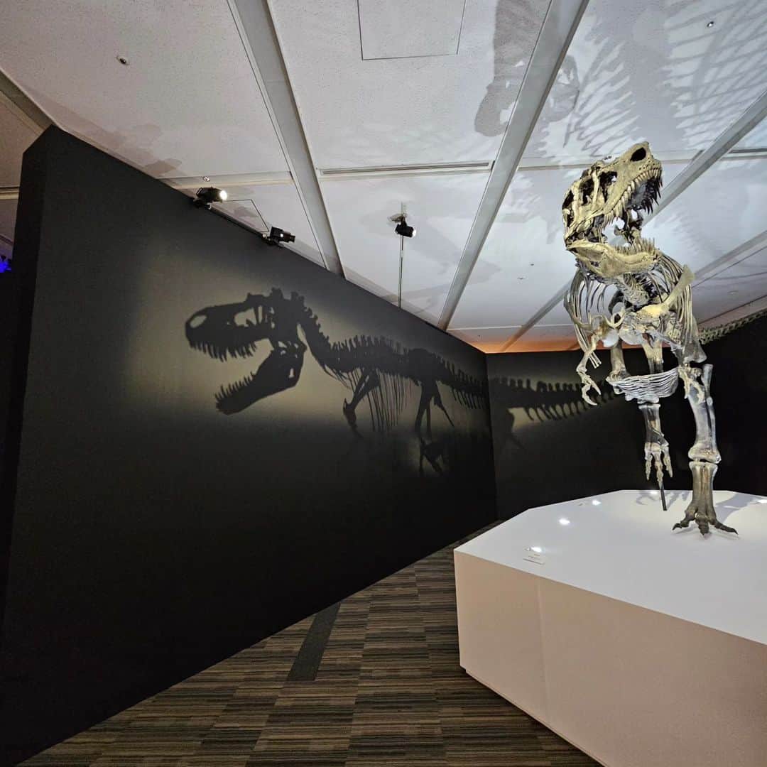 折原ゆかりさんのインスタグラム写真 - (折原ゆかりInstagram)「『DinoScience 恐竜科学博 2023 @TOKYOMIDTOWN』 the TODAY'SWOMAN ...