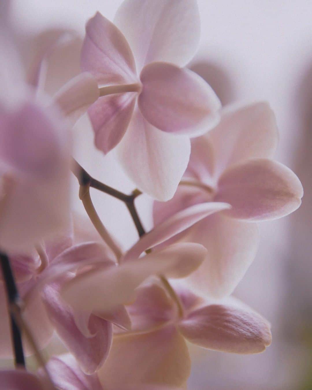 佐藤晴美さんのインスタグラム写真 - (佐藤晴美Instagram)「@randa_pic Autumn winter collection ...