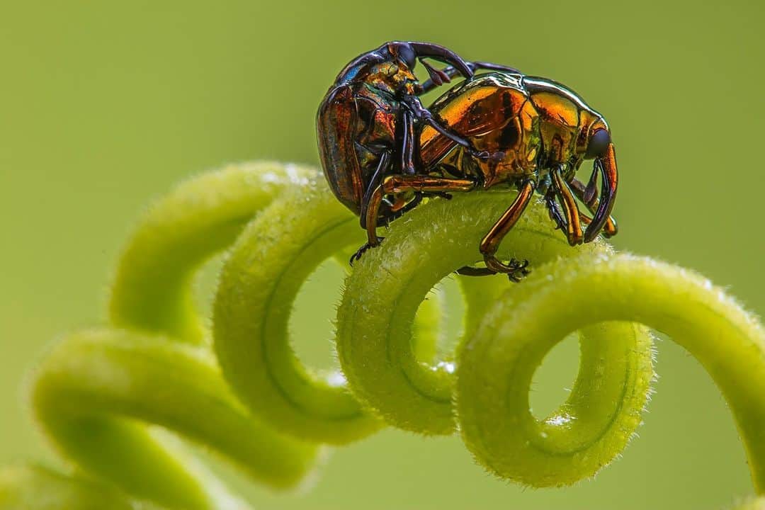 ナショナルジオグラフィックさんのインスタグラム写真 - (ナショナルジオグラフィックInstagram)「Photo by @javier ...