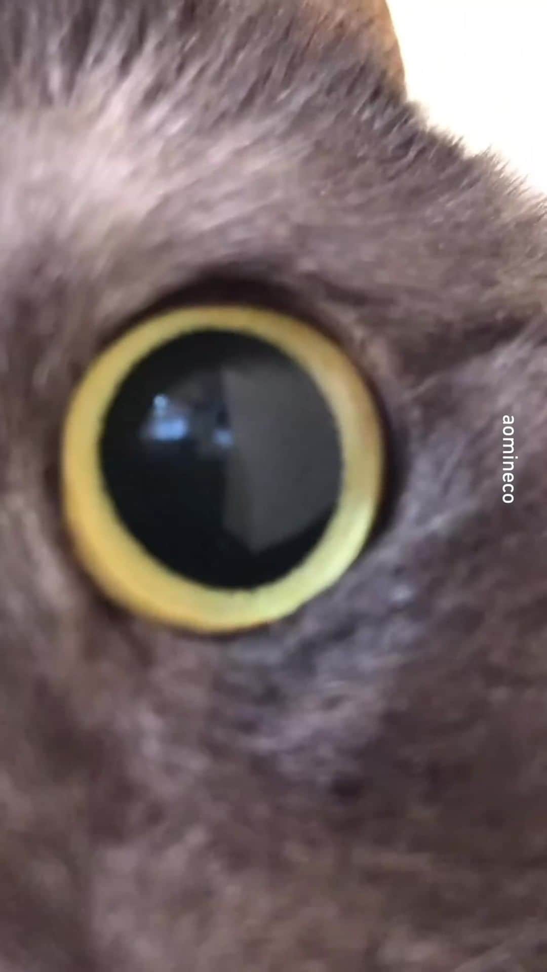 9GAGさんのインスタグラム動画 - (9GAGInstagram)「big cat is watching you 📹👁️ @aomineco #blackcat #9gag」7月24日 ...