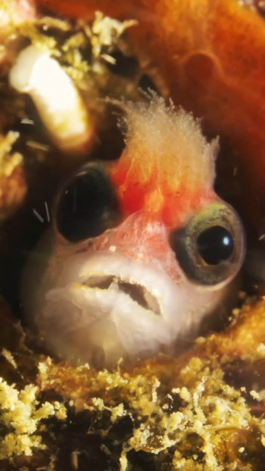 ナショナルジオグラフィックさんのインスタグラム動画 - (ナショナルジオグラフィックInstagram)「Video by @filipe ...